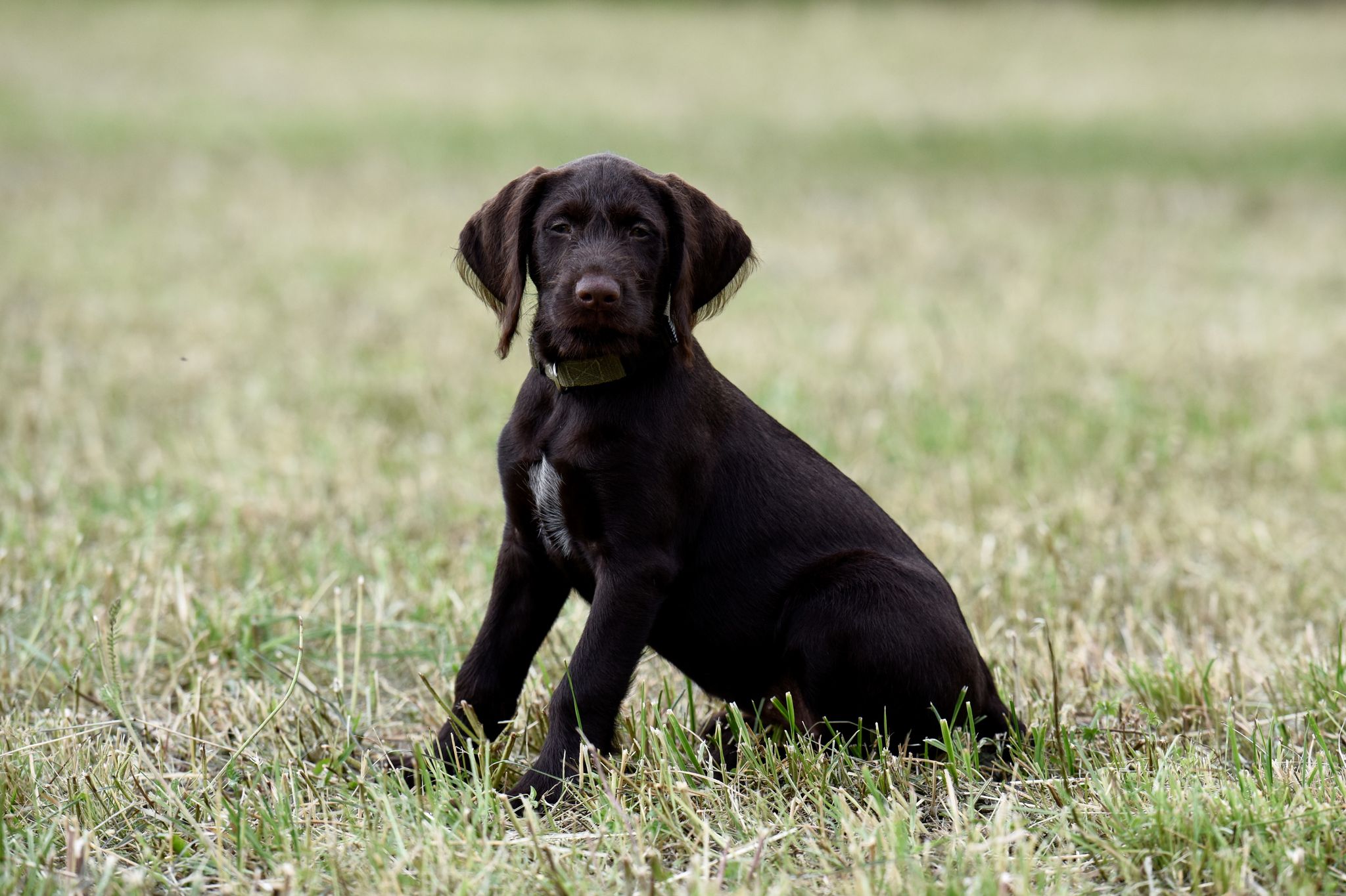 vom Himmelbogen Deutsch Drahthaar – Deutsch Drahthaar Hunting Dogs ...