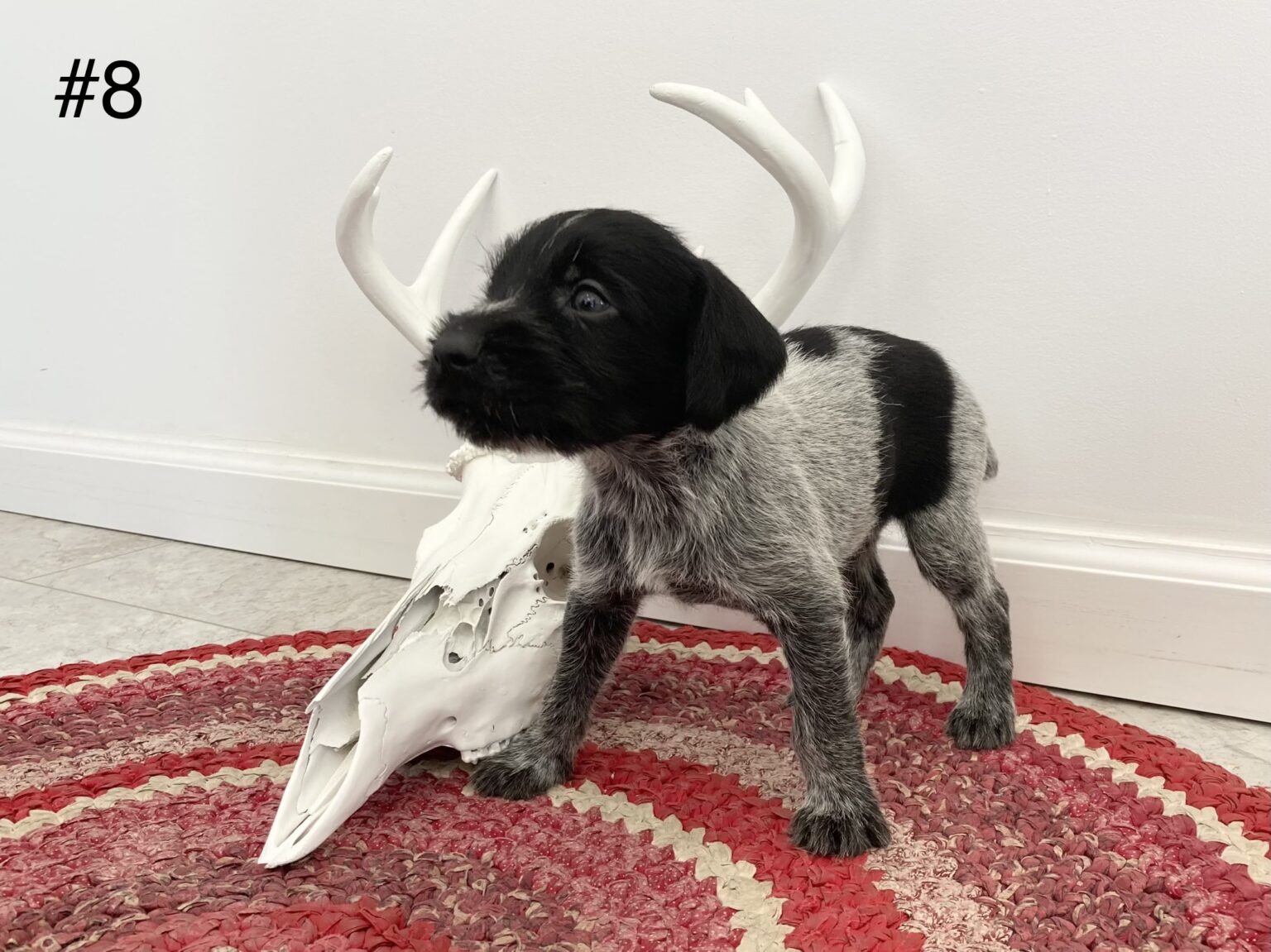 vom Himmelbogen Deutsch Drahthaar – Deutsch Drahthaar Hunting Dogs ...