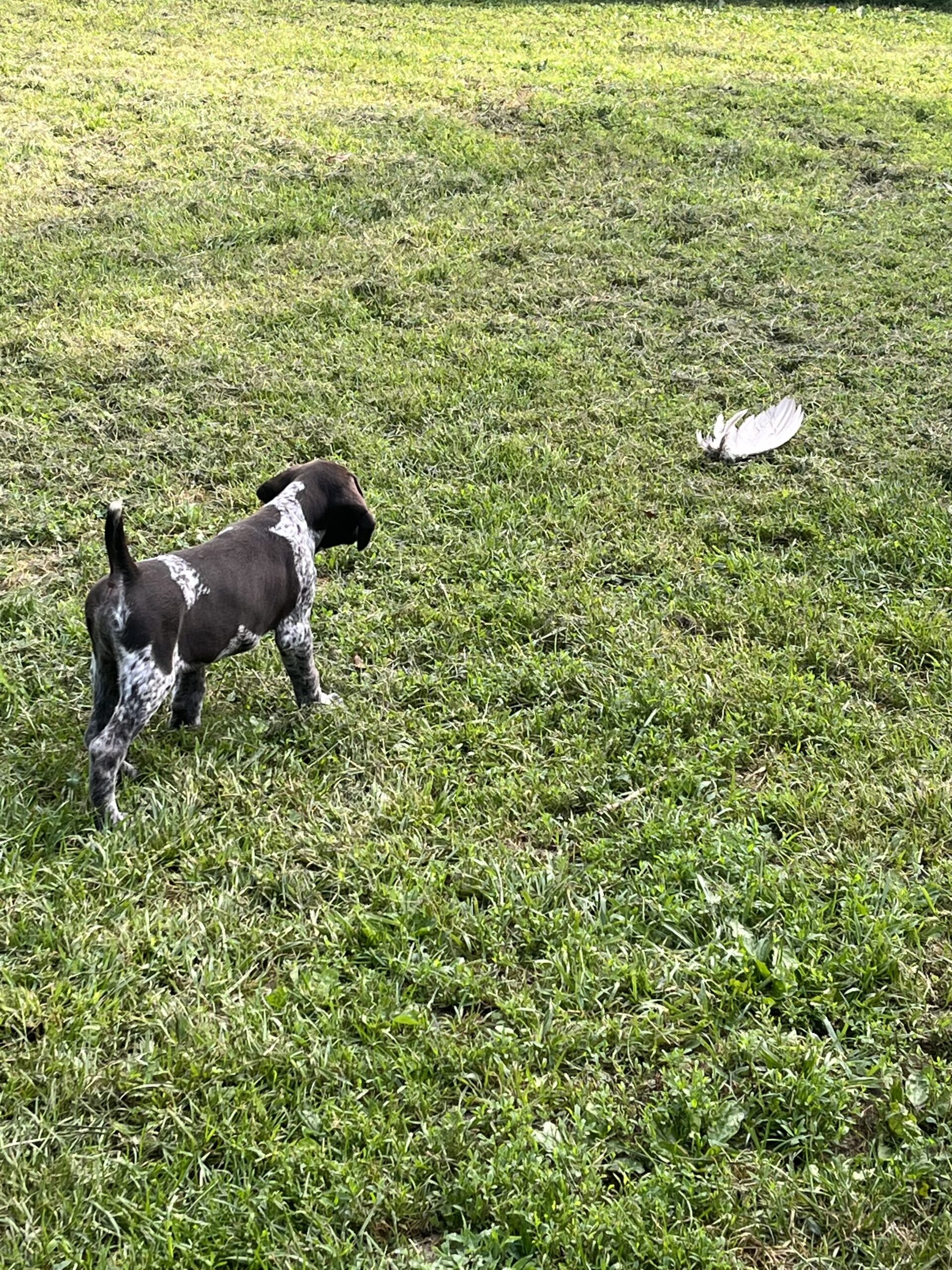 vom Himmelbogen Deutsch Drahthaar – Deutsch Drahthaar Hunting Dogs ...